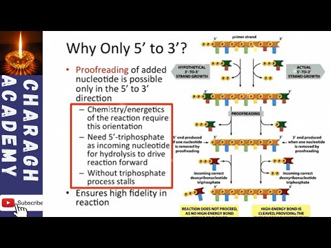 Why is DNA replication performed in the 5' to 3' direction?