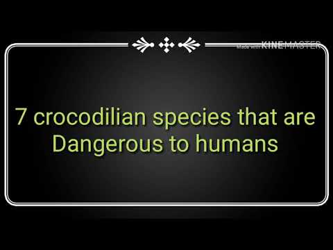 7 Crocodilian Species that are Dangerous to humans