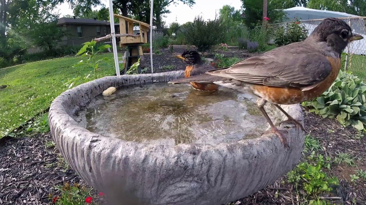 Robins at the Bird Bath