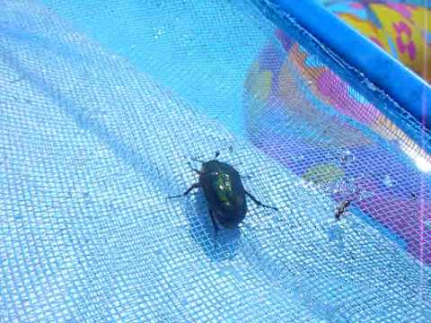 Big Flying Beetles – Lee Duigon