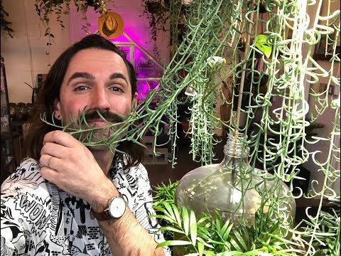 Daddy's Plants Plant Haul (January 10, 2020)