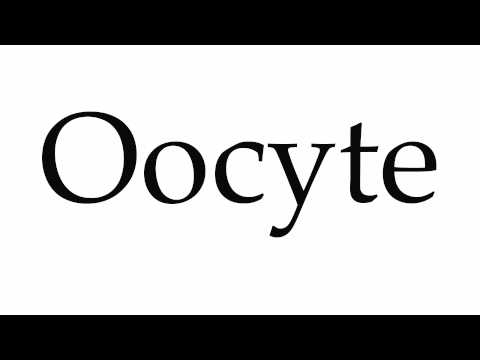 How to Pronounce Oocyte