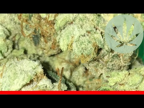 Starfighter - All About This Strain