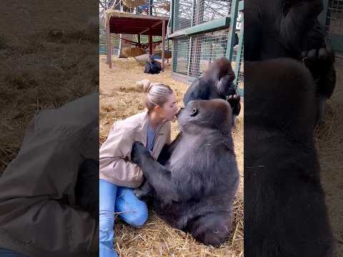 Gorilla kissing with girl 🤩 #trending #viral #funny #youtubeshorts #shorts #animals