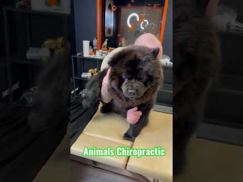Animals Chiropractic ๐๐#chiropractic #foryou #doglover #dog #usa