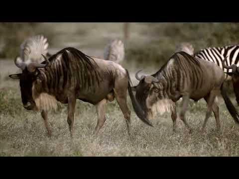 Siringit Serengeti Camp