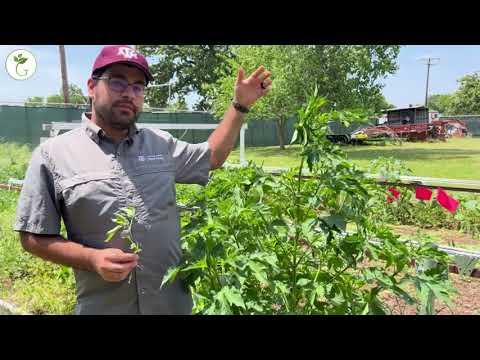 Weedy Wednesdays: Giant Ragweed