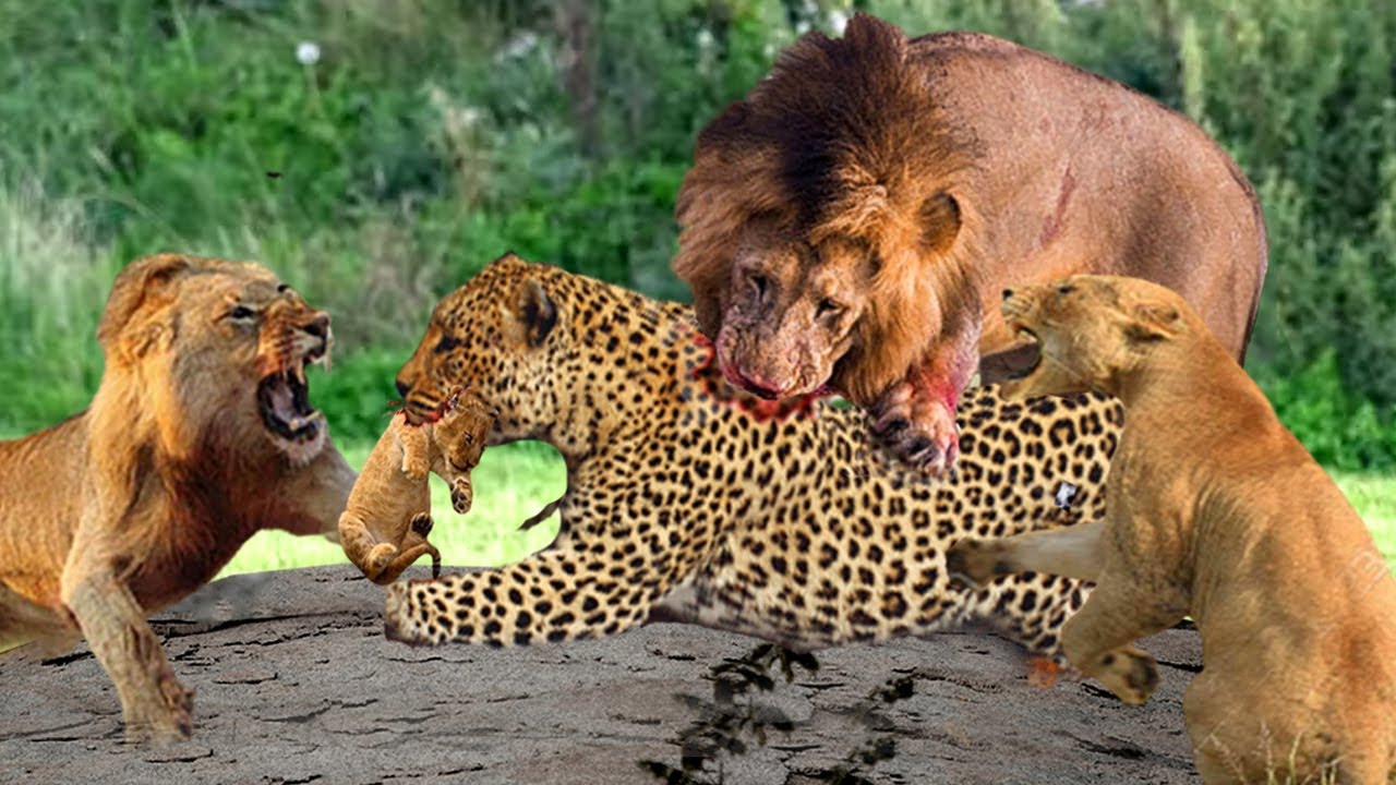 Terrible! Leopard Steal, Destroy Lion Cub And The Lion Family's Savage Revenge - Leopard Vs Lion