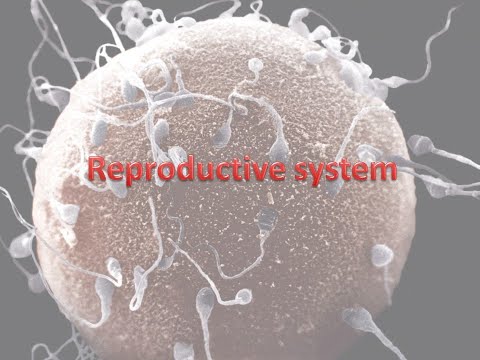 Medical Terminology Diagnostic and Therapeutic Procedures for the Male Reproductive System