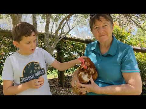Are Chickens descendants of the T-Rex?