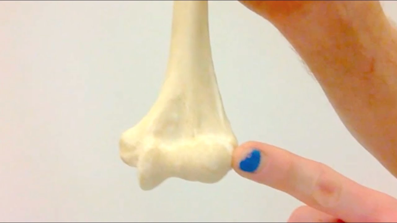 Left or Right? siding a HUMERUS