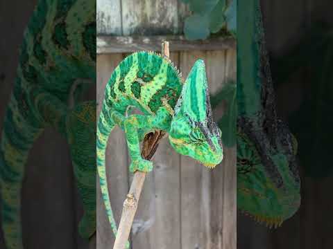 Top 5 Chameleons #chameleon #veiledchameleon #pantherchameleon #parsonschameleon
