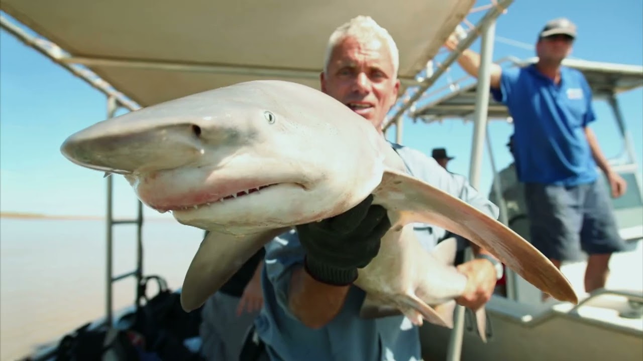 FIRST TIME EVER this RARE Glyphis Shark is Caught and Filmed | River Monsters