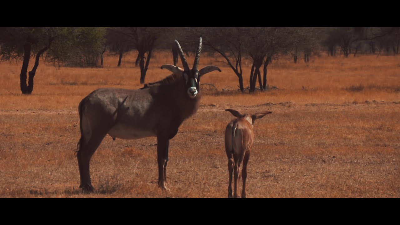 Huntipedia -  Roan Antilope