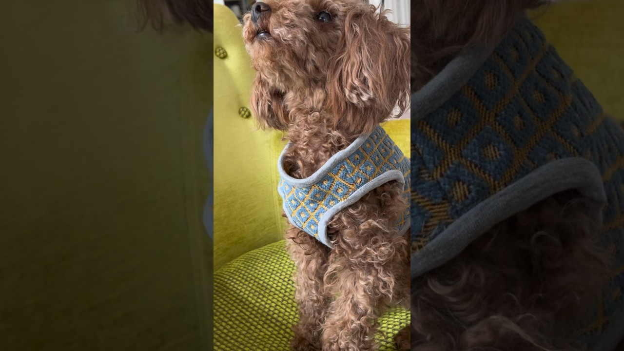 Make a dog harness! @wacocoro.fr #pdf #pdfpattern #doglover #toypoodle