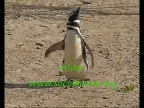 Pingรผino Magallanes listo 2da. liberaciรณn 2008.SOCOBIOMA
