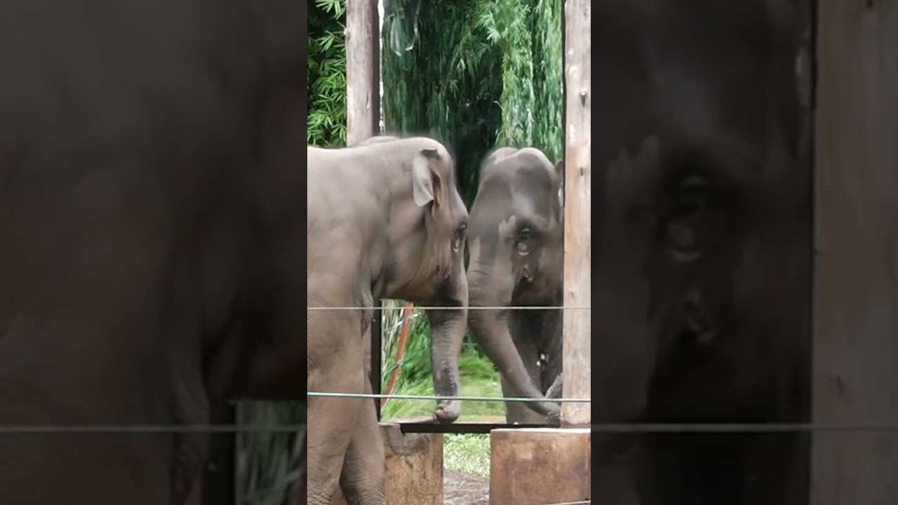 Elephants Recognize Themselves in Mirrors!!! #shorts