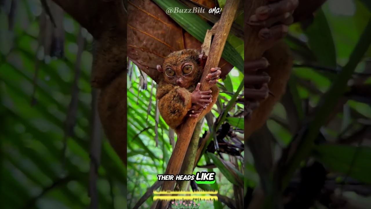 The Tiny Animal With Eyes Bigger Than Its Brain – Meet the Tarsier! 👀 #shorts #buzzbilt