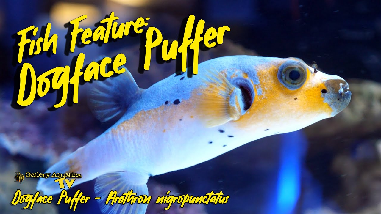 Fish Feature: Dogface Puffer -  Arothron nigropunctatus