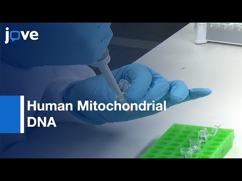 Simultaneous Mapping & Quantitation Of Ribonucleotides In Human Mitochondrial DNA l Protocol Preview