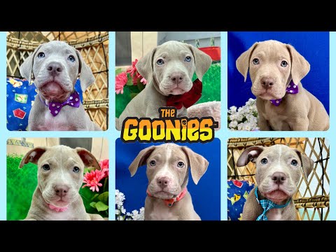 Dog for adoption - Rosalita Goonies, a Labrador Retriever ...