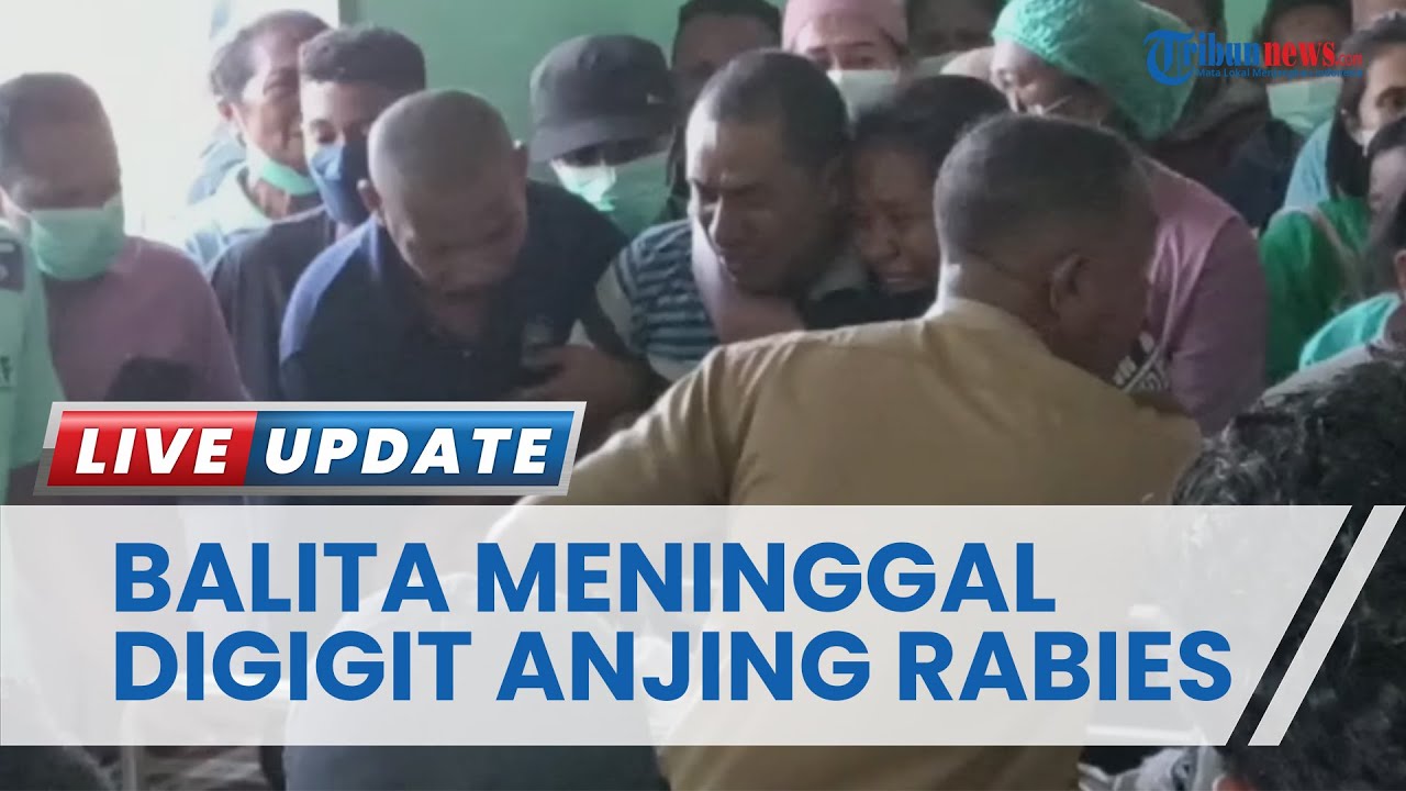 Balita di Sikka Meninggal Dunia setelah Digigit Anjing, saat Dicek ... Balita di Sikka Meninggal Dunia setelah Digigit Anjing, saat Dicek ...