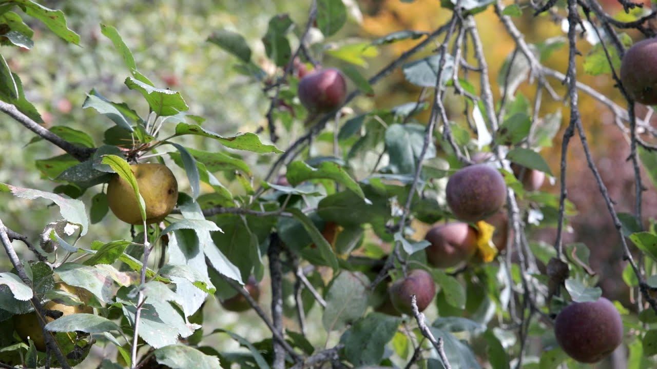 Preserving Heirloom Apples | Assignment Maine