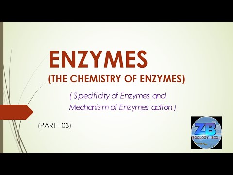 SPECIFICITY OF ENZYMES || MECHANISMS OF ENZYME ACTIONS || ENZYMES || PART - 03