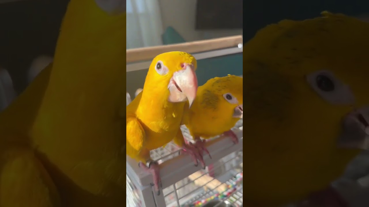 Golden Conure – The Queen of Bavaria Parrot | World's Most Premium Exotic Amazon Bird #GoldenConure