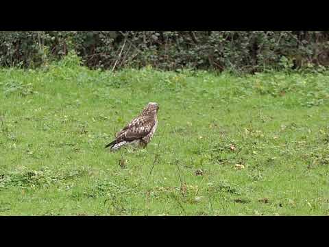 A Buzzard searches for worms | earthstar