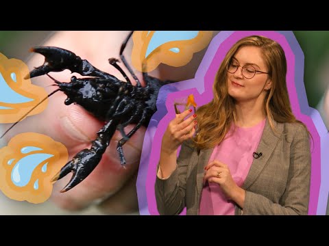 Water Bugs and Water Quality | Spot on Science