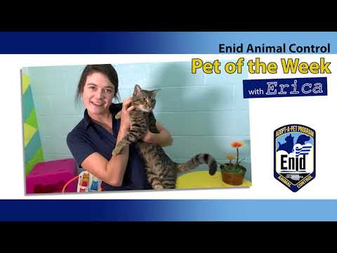 Enid Animal Welfare Pet Of The Week