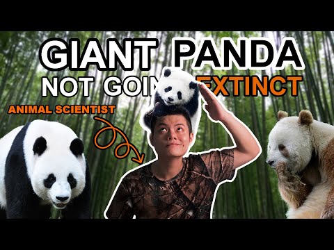 51 Facts (and Myths) About Giant Pandas by an Animal Scientist. Yes, White Pandas are real.