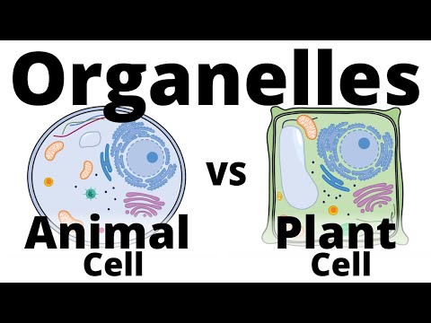 Plant Cell vs. Animal Cell