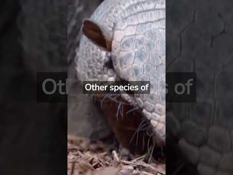 How Fast Do Armadillos Run? #shorts