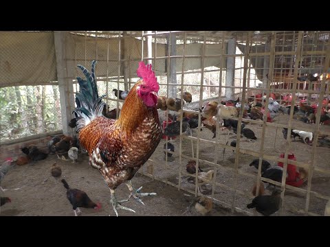 Local Chicken Farm For Meat - Best Ways To Make Money - Best Ideas