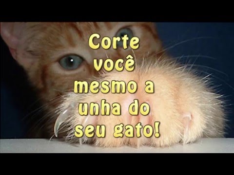 Como cortar a unha do gato em casa
