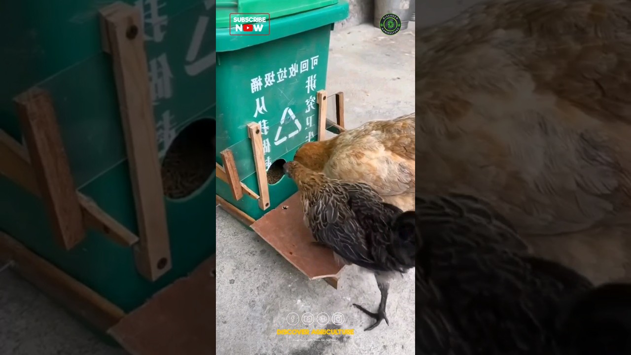 Homemade Simple Automatic DIY Chicken Feeder System