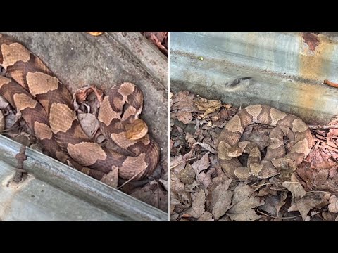 Pair of Copperheads, Smooth Earth Snakes and more. Late May Herping with my son.