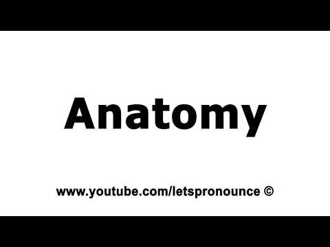 How to Pronounce Anatomy