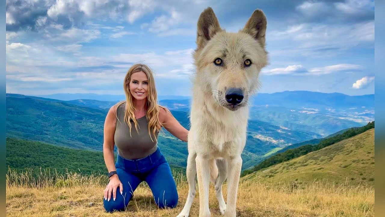 SUPER HIGH CONTENT WOLFDOGS - Socialisation & Training