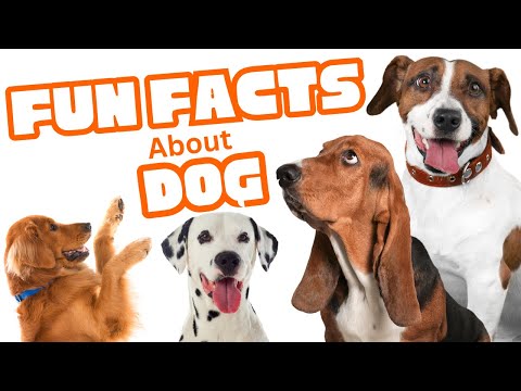 25 Fun Facts About Dogs for Kids! 🐾 Learn Amazing Dog Facts!