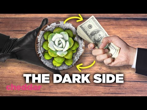 The Dark Side Of Our Succulent Obsession - Cheddar Explains