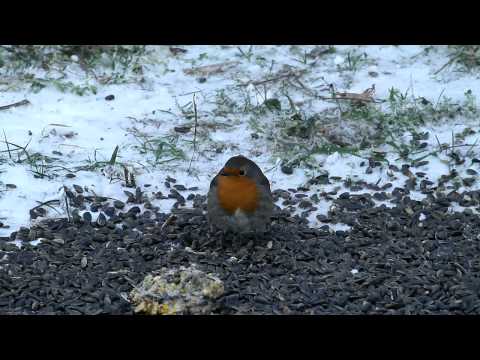 Vörösbegy talajetetőn / European Robin at the ground feeder, Budapest (2010.12.19.)