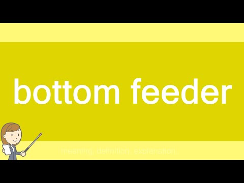 bottom feeder