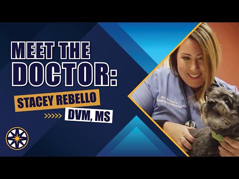 Meet the NorthStar VETS Team: Stacey Rebello, DVM, MS