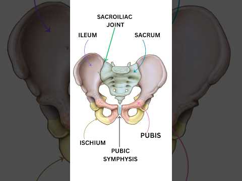 Understanding Basic Pelvic Bone Anatomy #anatomy #medicine #orthopaedics #biology #medicalstudent