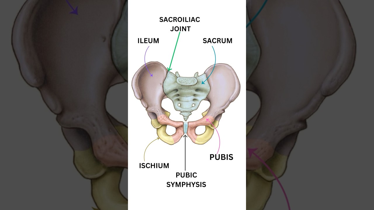 Understanding Basic Pelvic Bone Anatomy #anatomy #medicine #orthopaedics #biology #medicalstudent