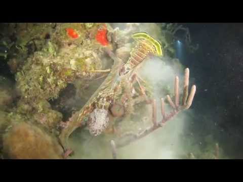 Octopuses - Octopus Videos - Octopus Attacks