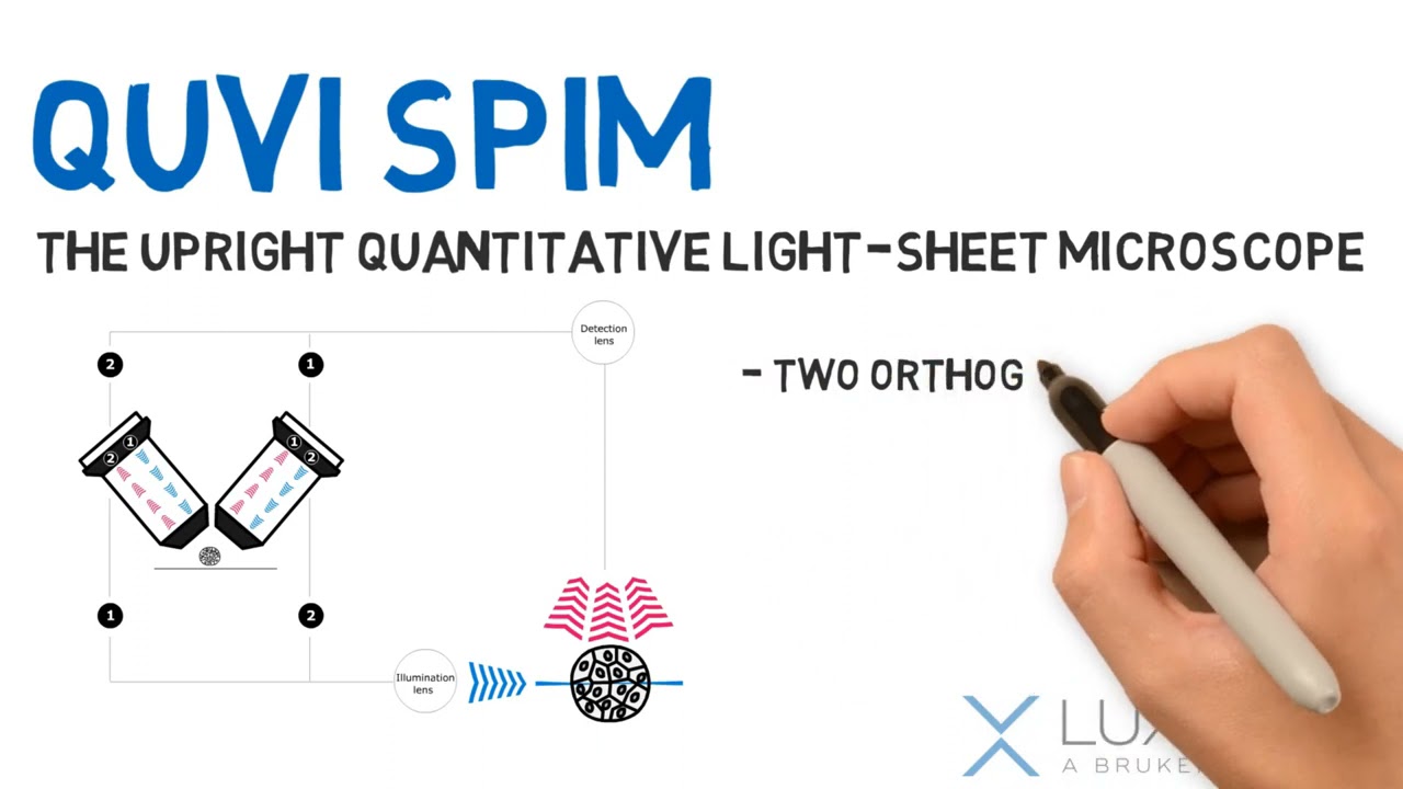 Light Sheet Microscope | QuVi SPIM | Bruker Luxendo